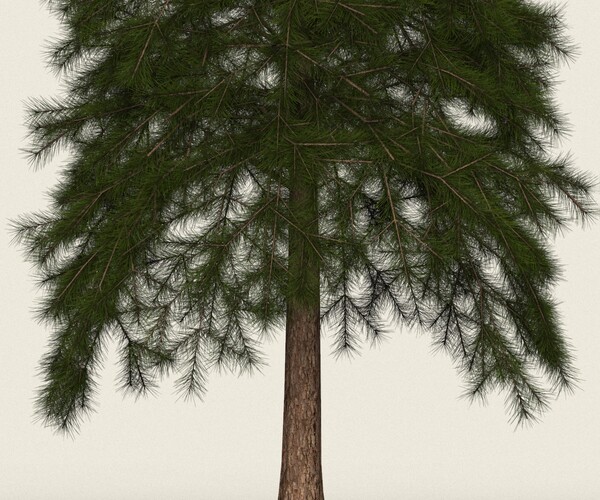 ArtStation - Conifer Tree Collection | Resources