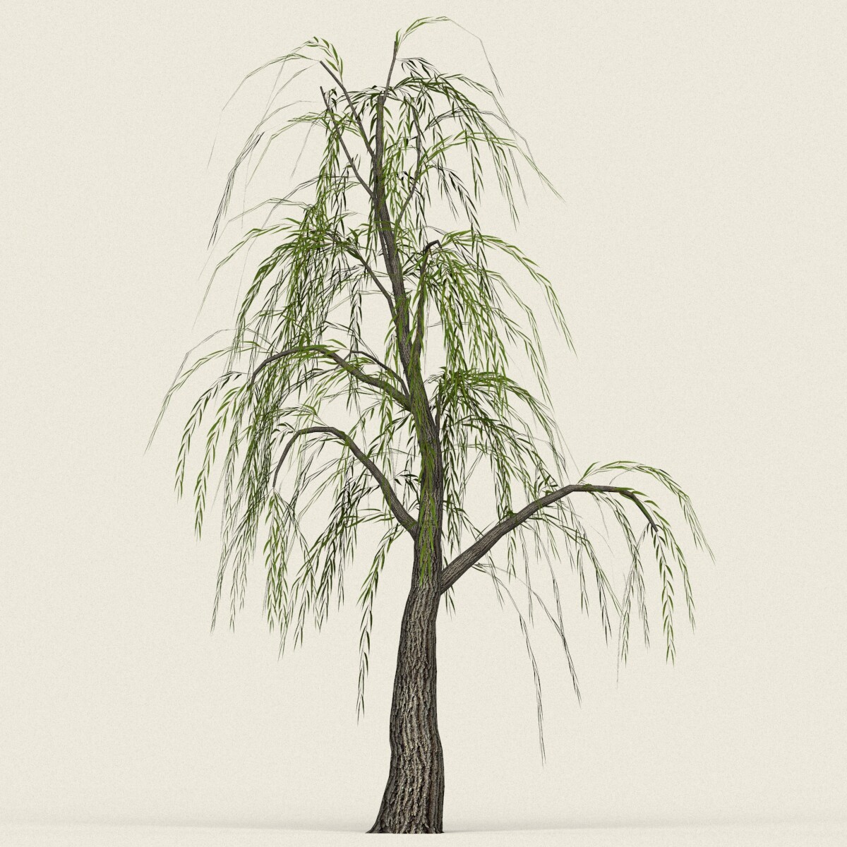 ArtStation - Willow Tree 05 | Resources