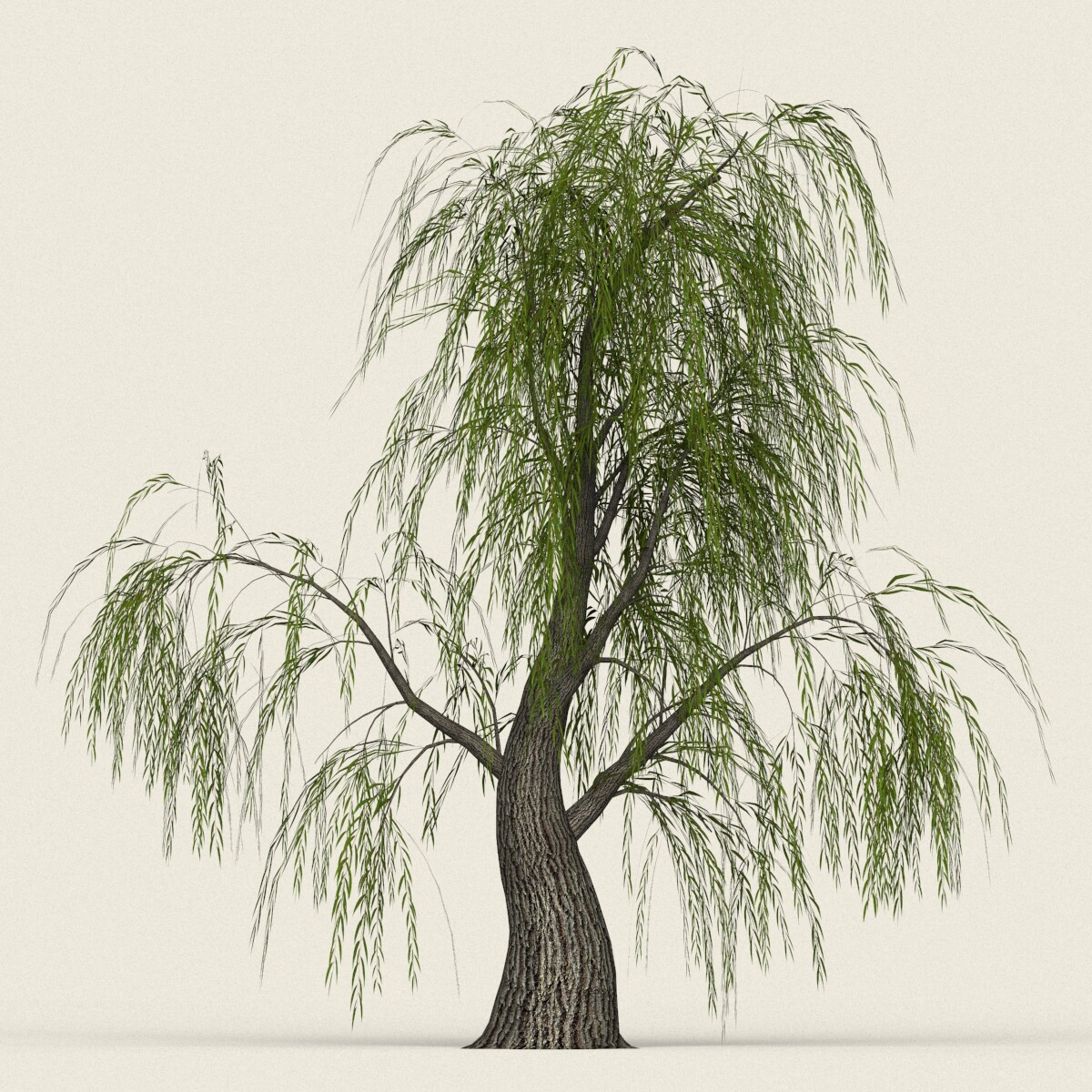 ArtStation - Willow Tree 07 | Resources