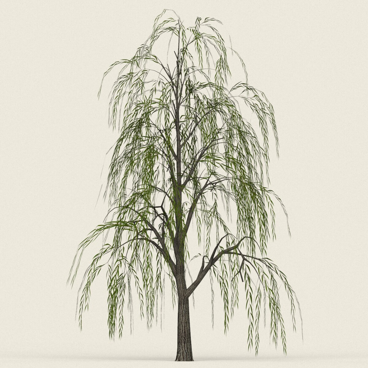 ArtStation - Willow Tree 08 | Resources