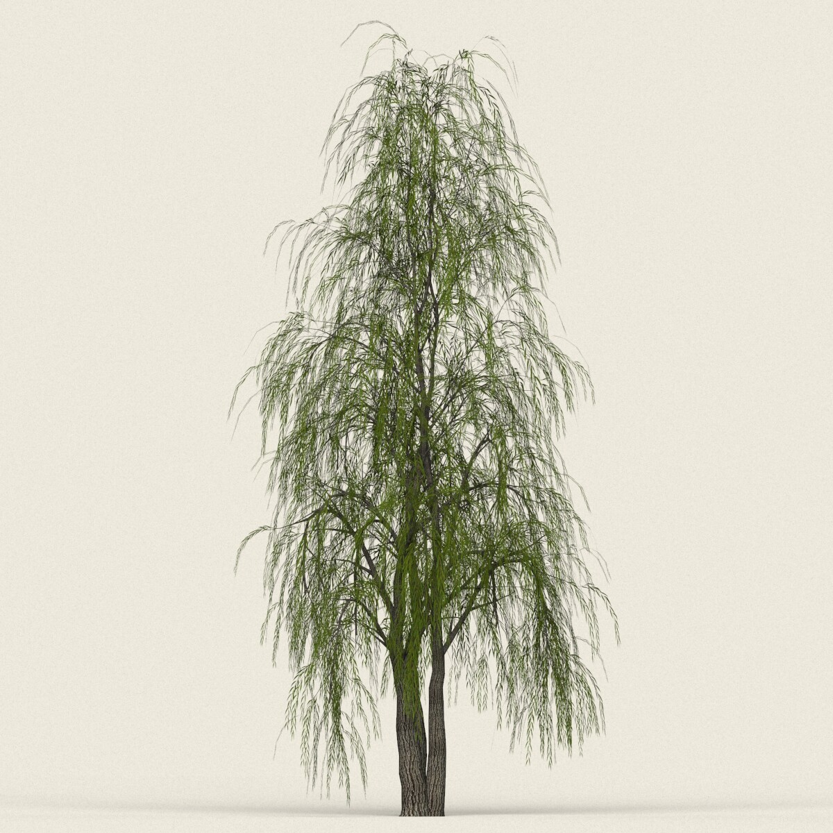ArtStation - Willow Tree 09 | Resources