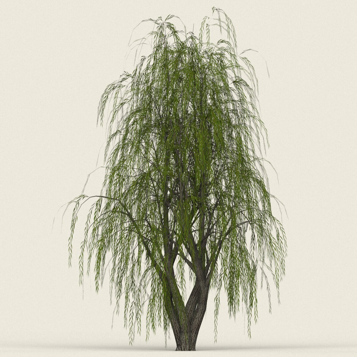 ArtStation - Willow Tree 11 | Resources