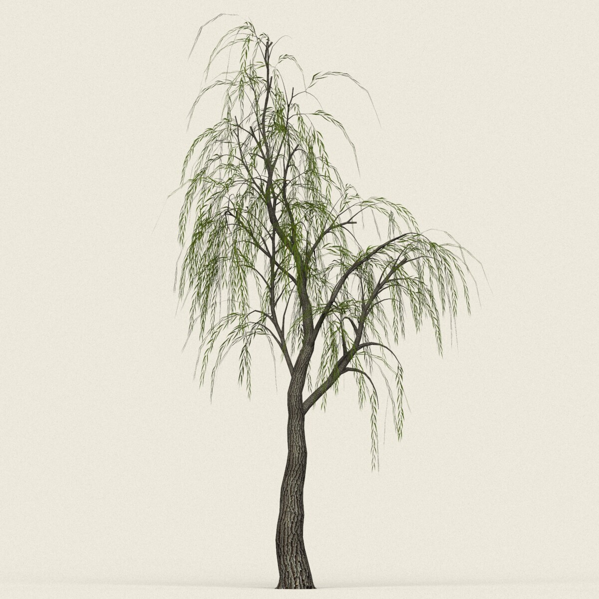 ArtStation - Willow Tree 12 | Resources
