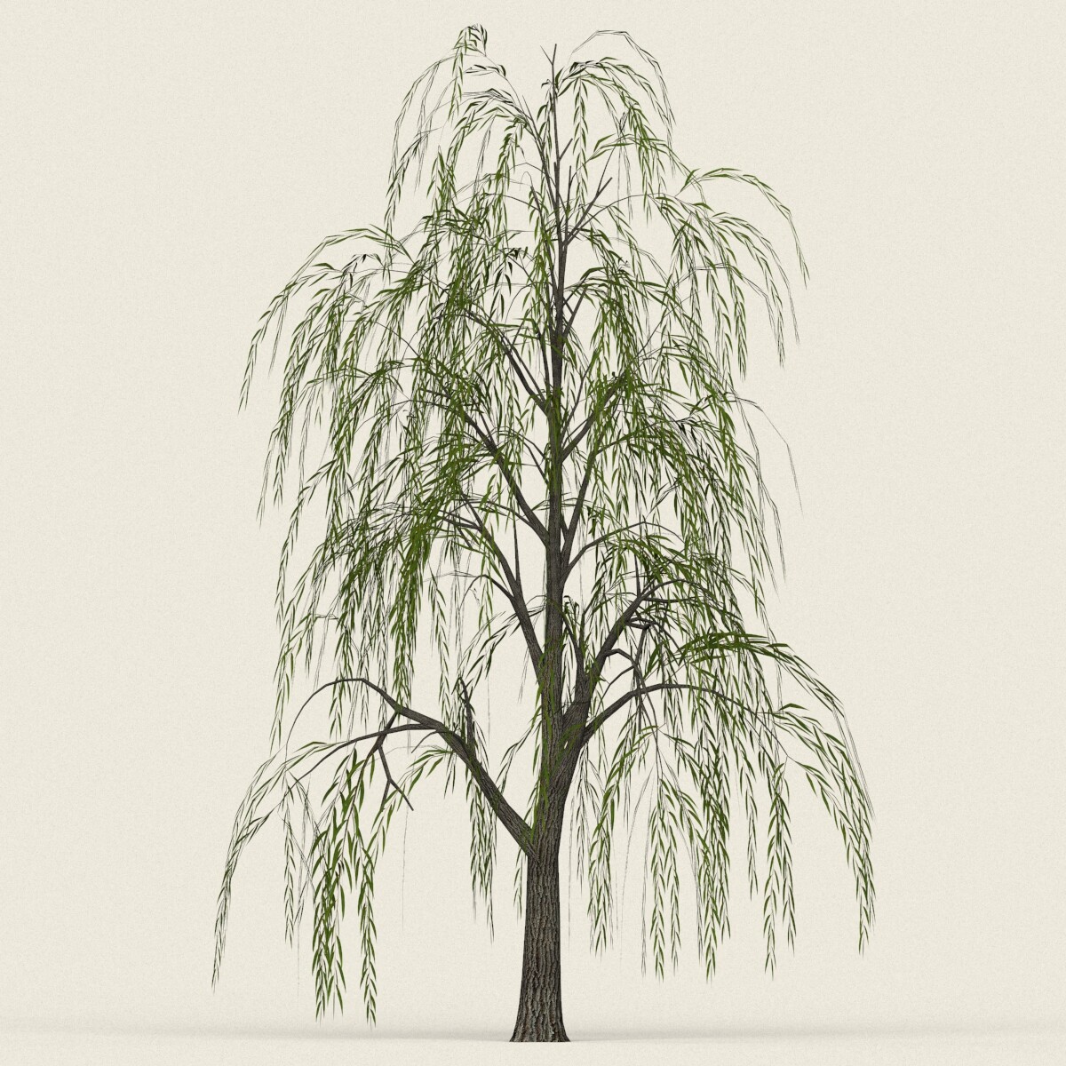 ArtStation - Willow Tree Collection | Resources