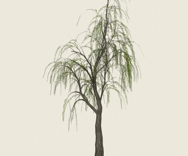 ArtStation - Willow Tree Collection | Resources