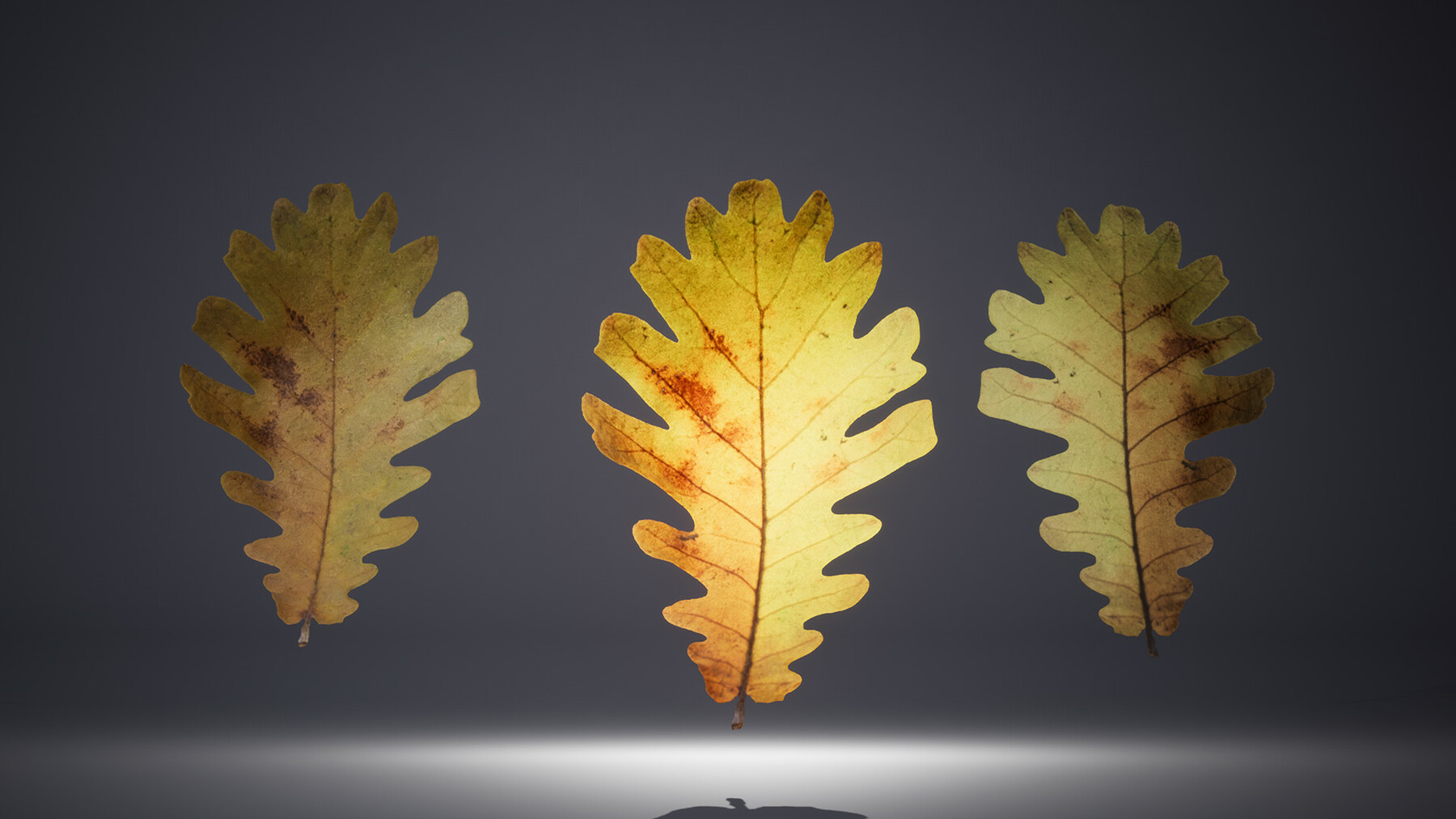 ArtStation - Leaf Pack Scanned | Game Assets