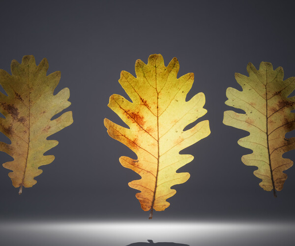 ArtStation - Leaf Pack Scanned | Game Assets