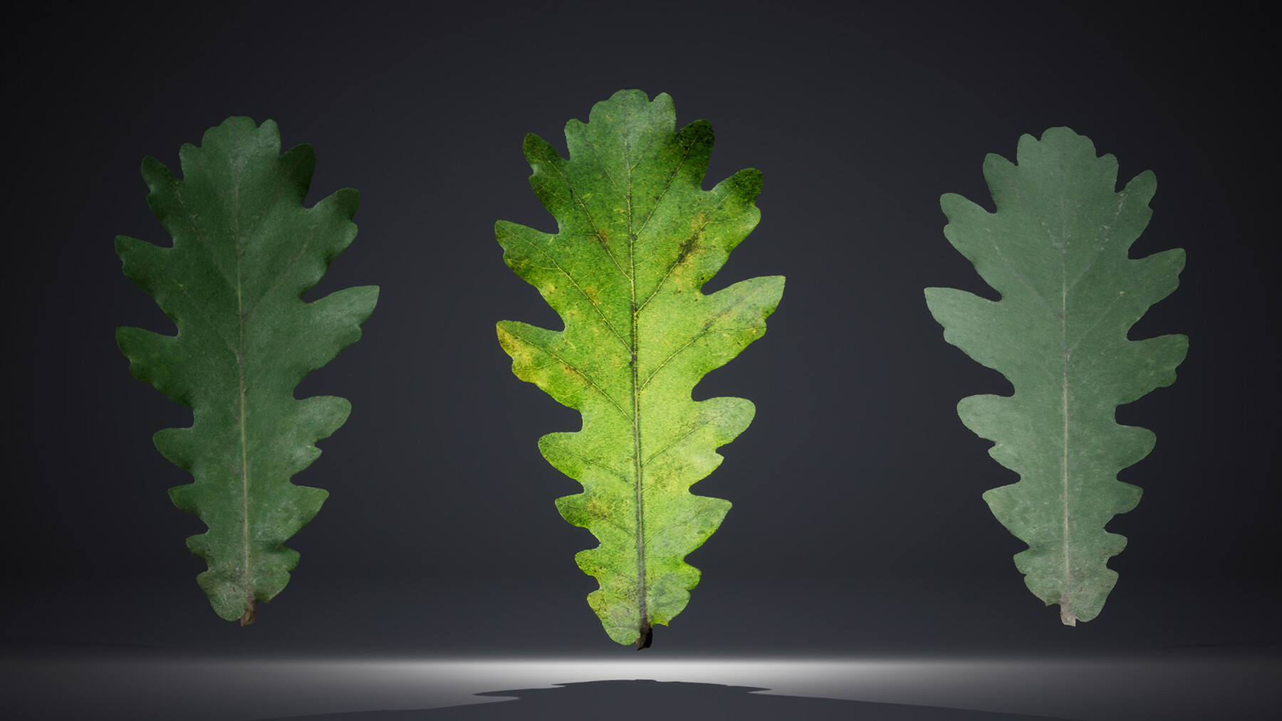 ArtStation - Leaf Pack Scanned | Game Assets