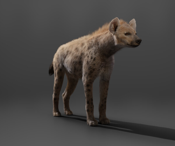 ArtStation - 3D Animal | Spotted Hyena Animated | Resources
