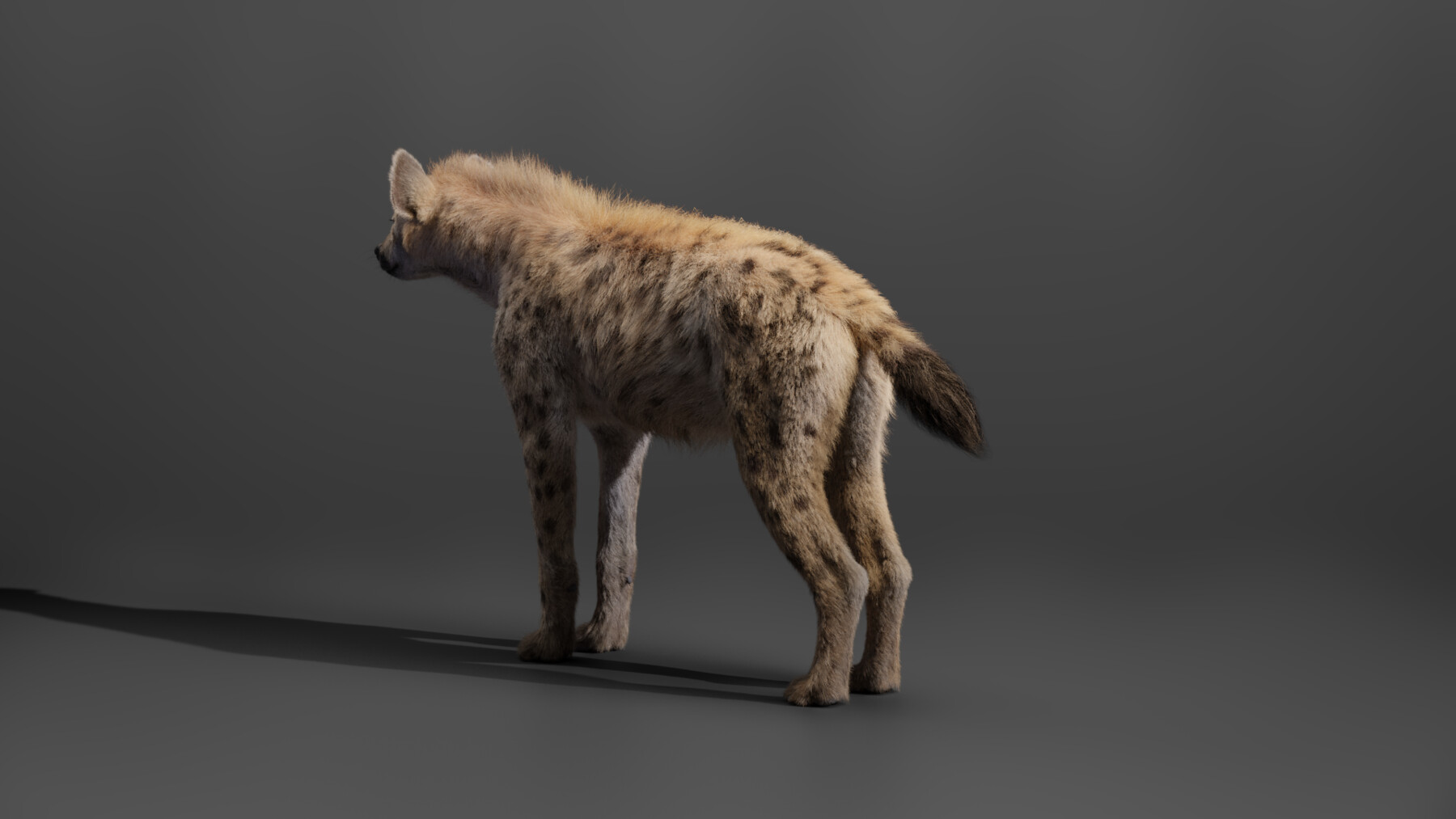 ArtStation - 3D Animal | Spotted Hyena Animated | Resources