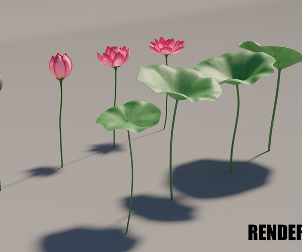 ArtStation - Realistic Lotus model | Resources