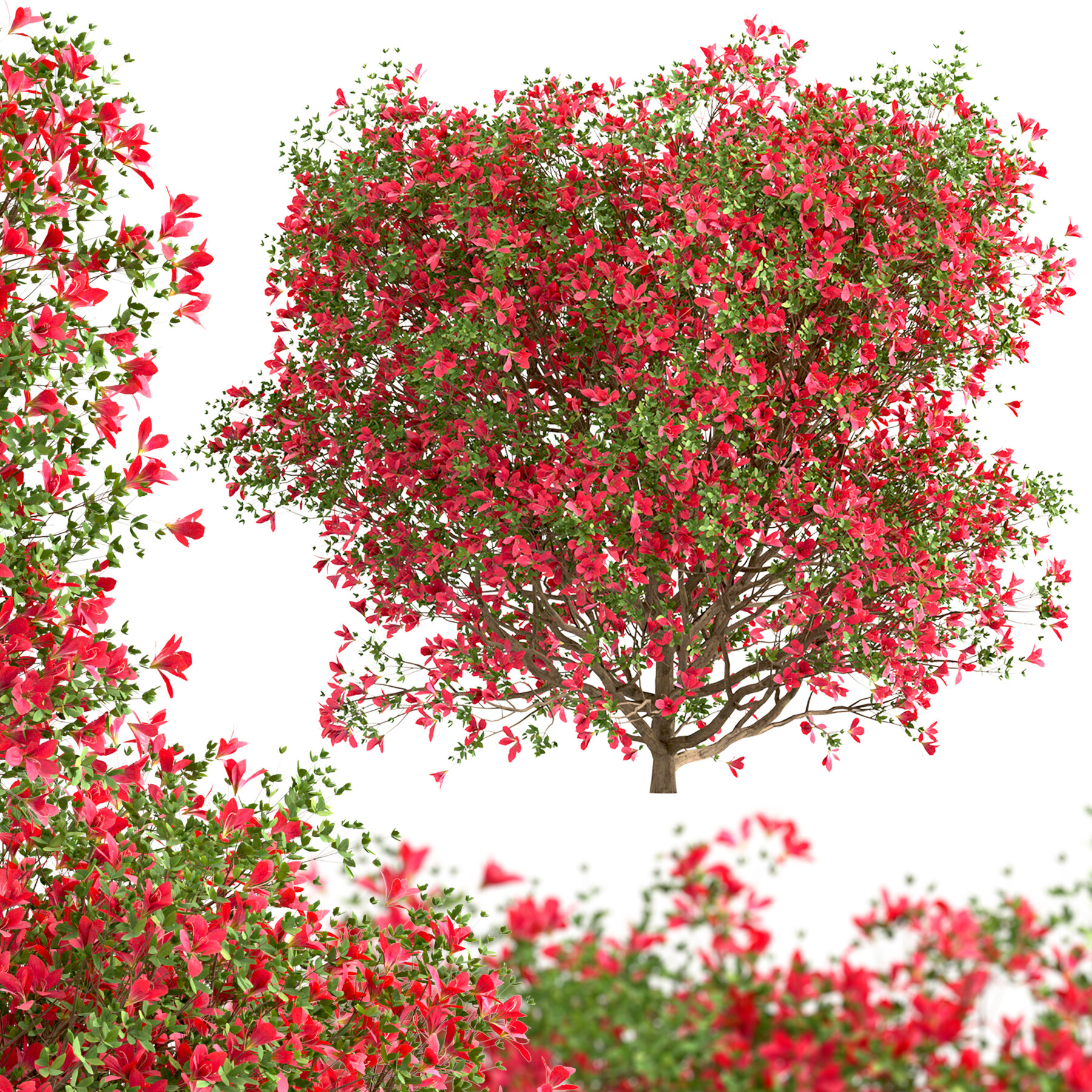 ArtStation - Set of Red Ruffle Azalea Bushes (Rhododendron) (2 Bushes ...