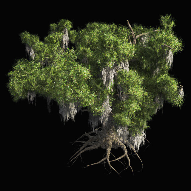 ArtStation - Live Oak Tree | Game Assets