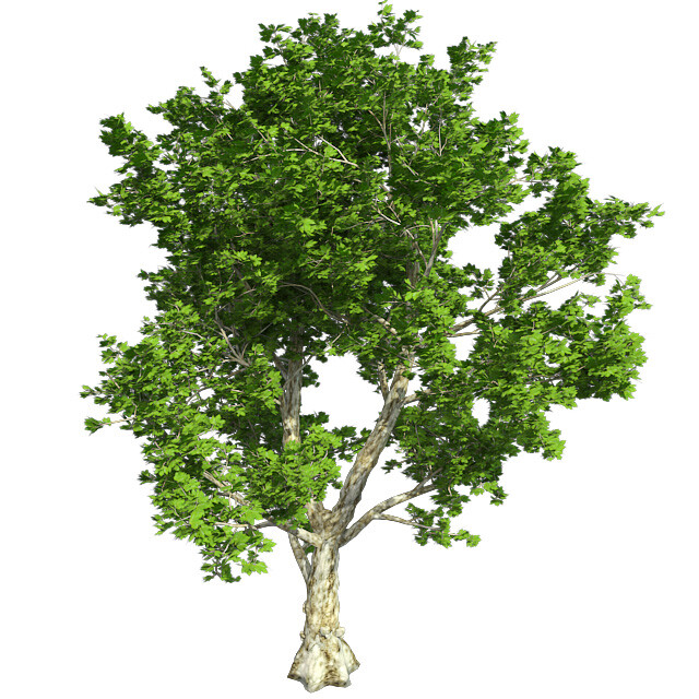 ArtStation - London Plane Tree | Resources