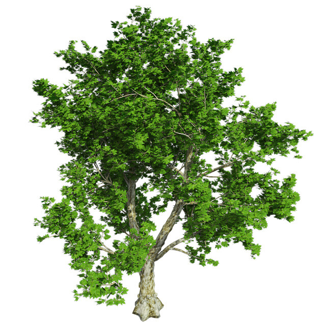 ArtStation - London Plane Tree | Resources