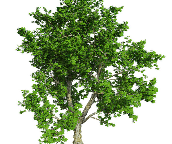ArtStation - London Plane Tree | Resources