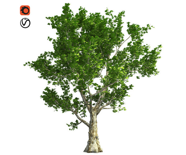 ArtStation - London Plane Tree | Resources