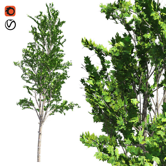 ArtStation - Mountain Maple Tree | Resources