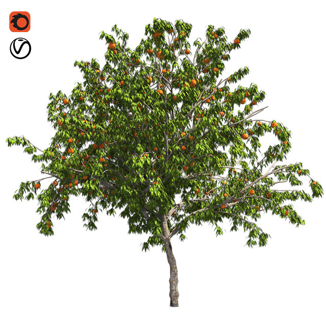 ArtStation - Peach Tree | Resources