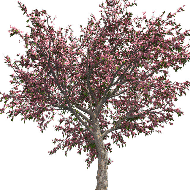 ArtStation - Peach Flowers Tree | Game Assets