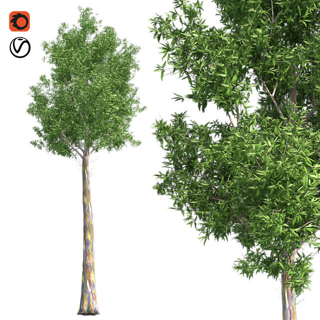 ArtStation - Rainbow Gum Tree | Resources