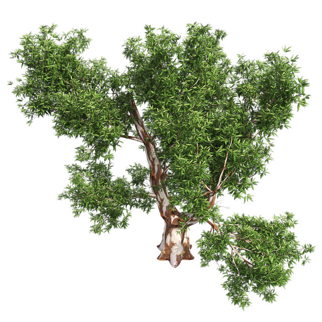 ArtStation - Red Gum Tree | Resources