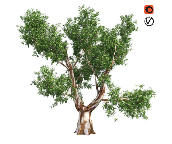 ArtStation - Red Gum Tree | Resources