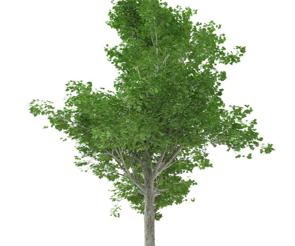 ArtStation - Red Maple Tree | Resources