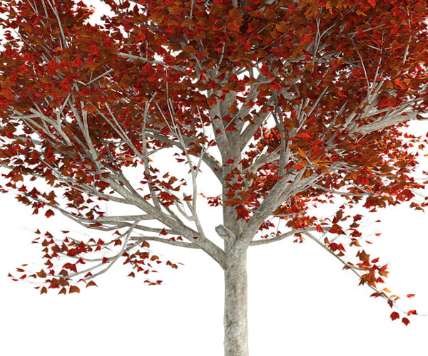 ArtStation - Red Maple Fall Tree | Resources