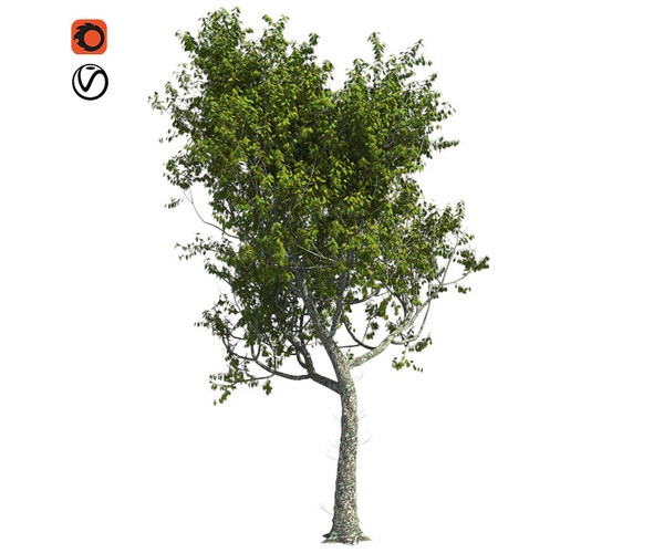 ArtStation - Red Oak Tree | Resources