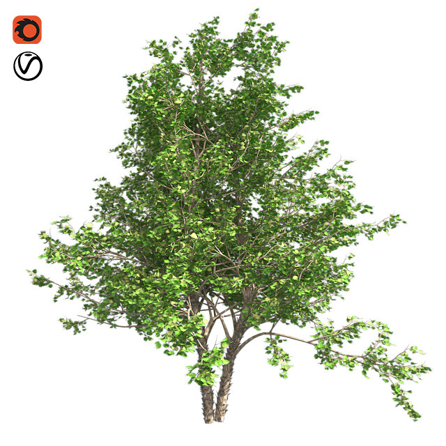 ArtStation - River Birch Tree | Game Assets