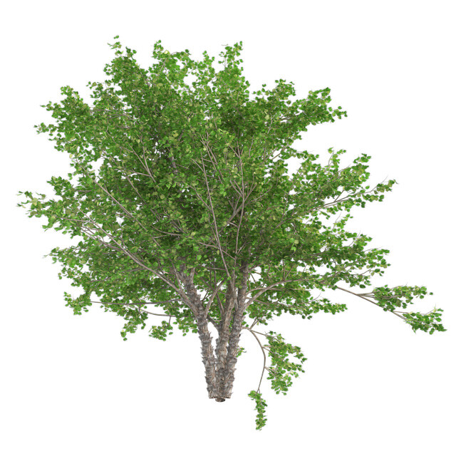 ArtStation - River Birch Tree | Game Assets