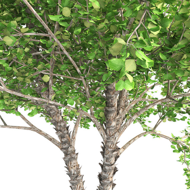 ArtStation - River Birch Tree | Game Assets