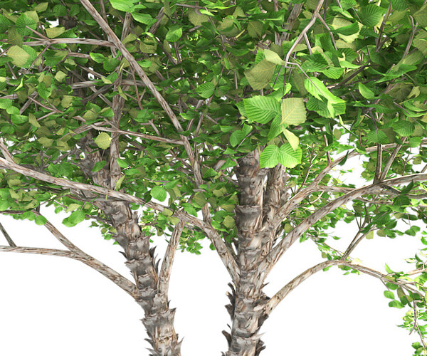 ArtStation - River Birch Tree | Game Assets