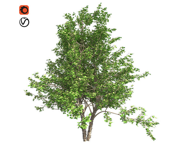 ArtStation - River Birch Tree | Game Assets