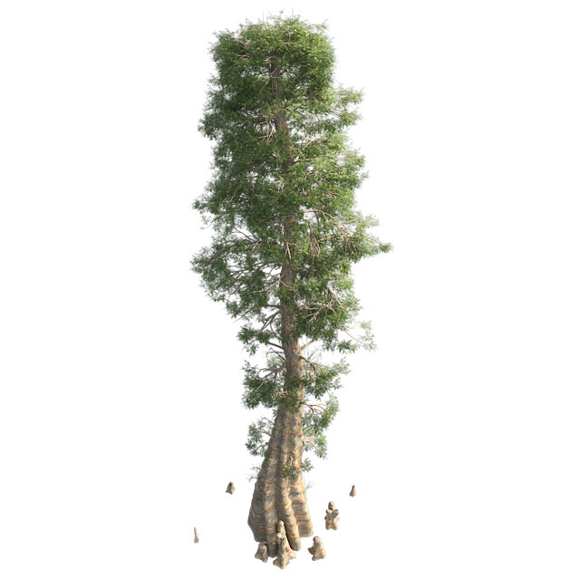 ArtStation - Bald Cypress Tree | Resources