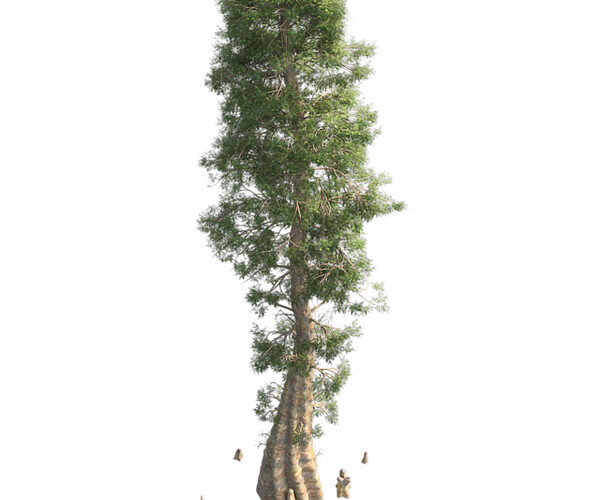 ArtStation - Bald Cypress Tree | Resources