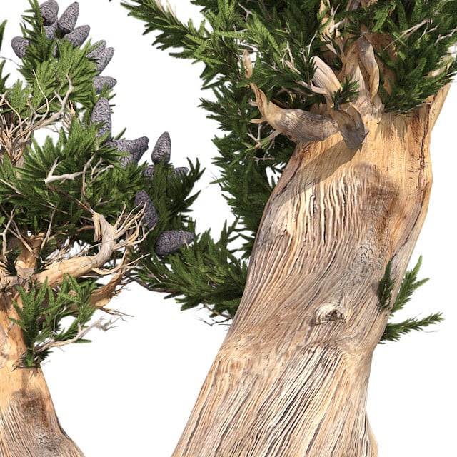 ArtStation - Bristle cone Pine Tree | Resources