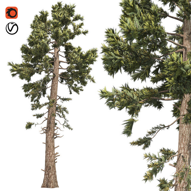 ArtStation - Douglas Fir Tree | Game Assets