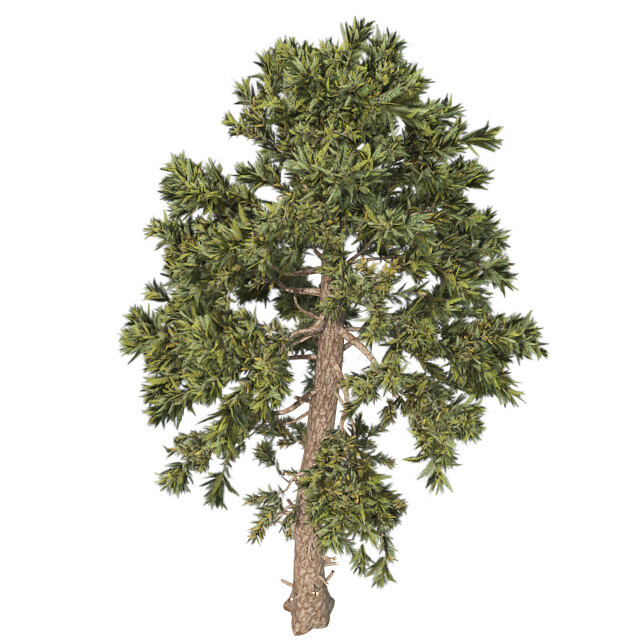 ArtStation - Douglas Fir Tree | Game Assets