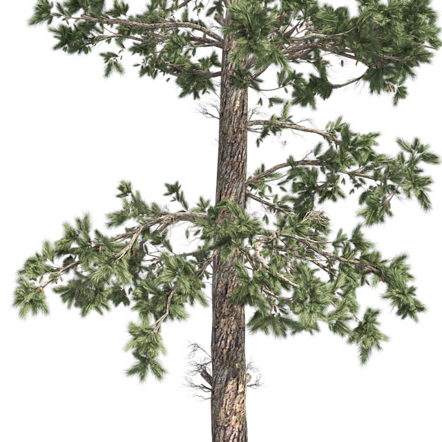ArtStation - Eastern White Pine Tree | Game Assets