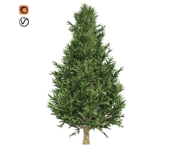 ArtStation - Fraser Fir Tree | Resources