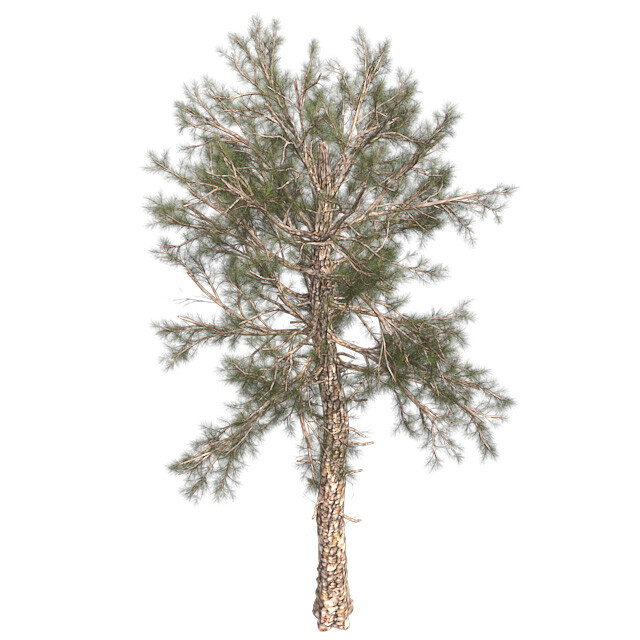 ArtStation - Loblolly Pine Tree | Resources