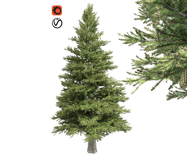 ArtStation - Norway Spruce Tree | Game Assets