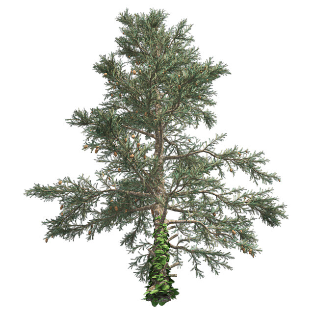ArtStation - White Fir Tree | Game Assets
