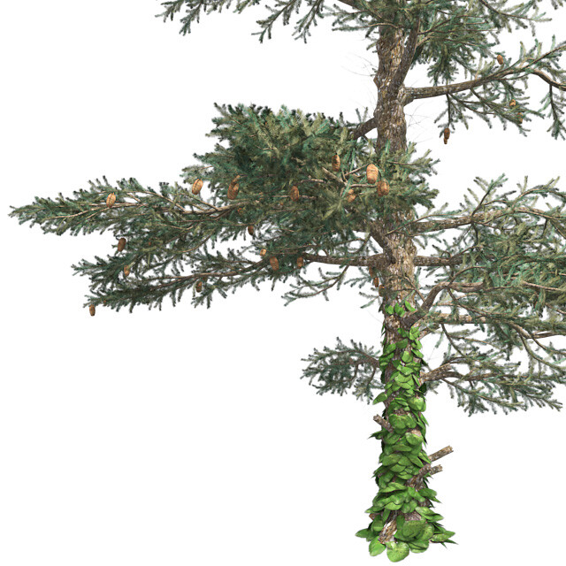 ArtStation - White Fir Tree | Game Assets