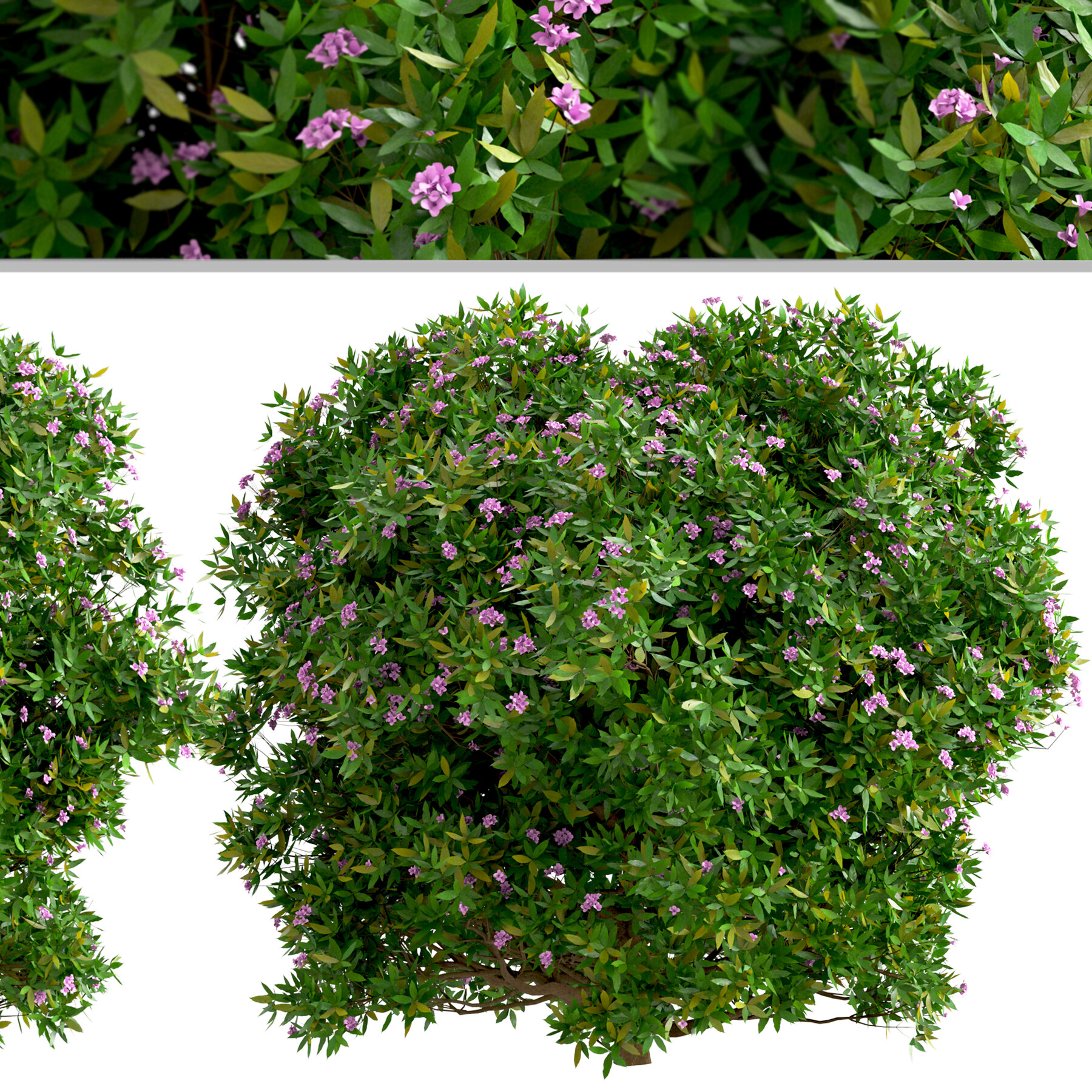 ArtStation - Set of Daphne Odora Bushes (Winter daphne) (2 Bushes ...