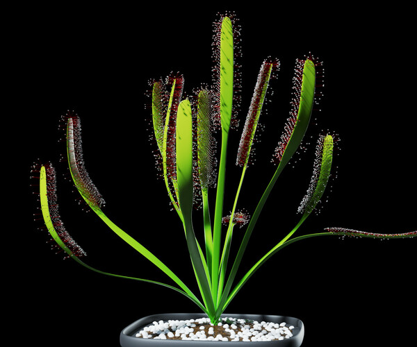 ArtStation - 3D Sundew | Resources