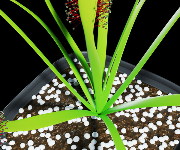 ArtStation - 3D Sundew | Resources