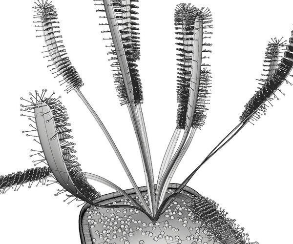 ArtStation - 3D Sundew | Resources